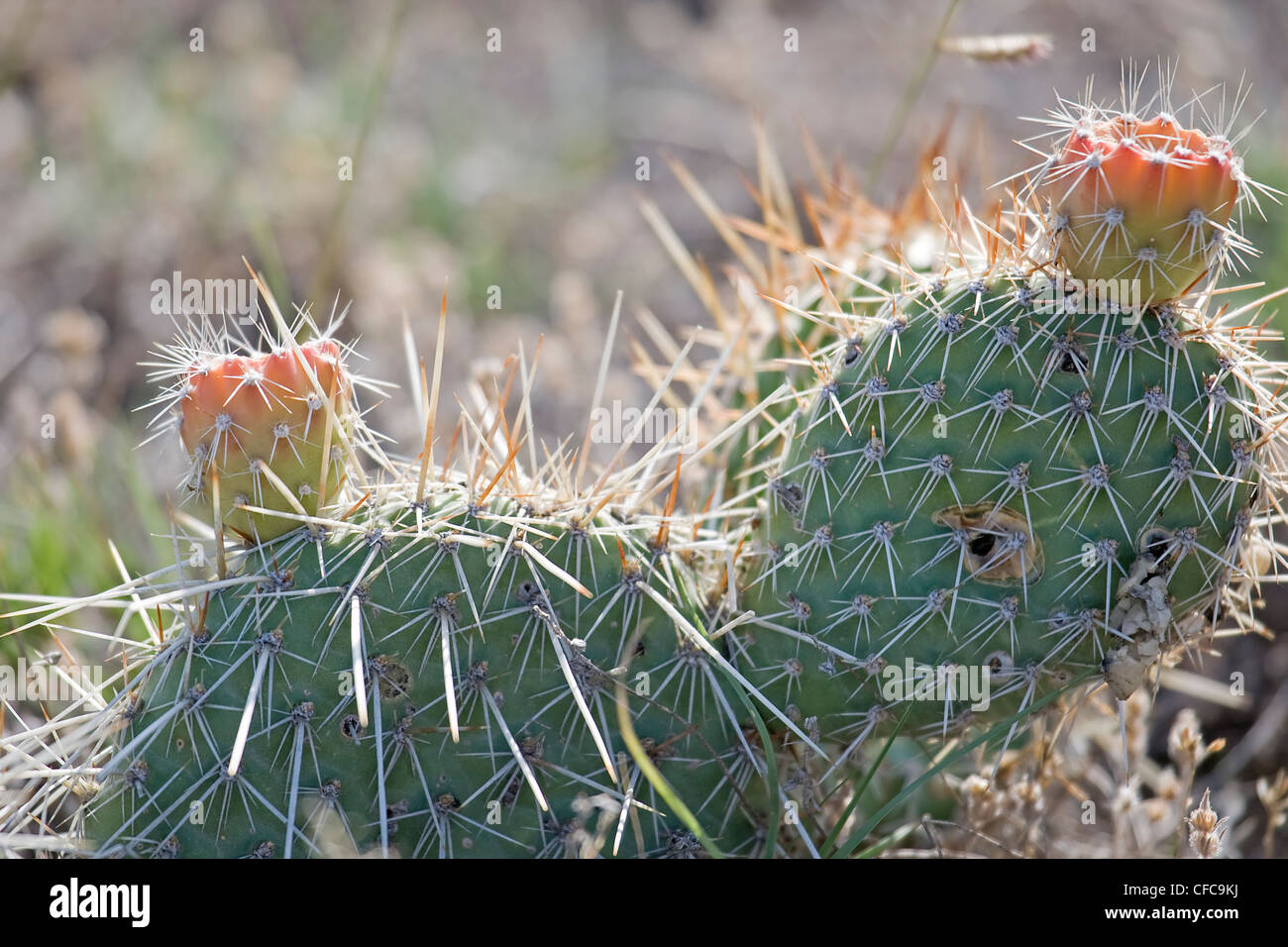 Sharp spikes guard this ground level cactus. Pinhorn Grazing Reserve ...