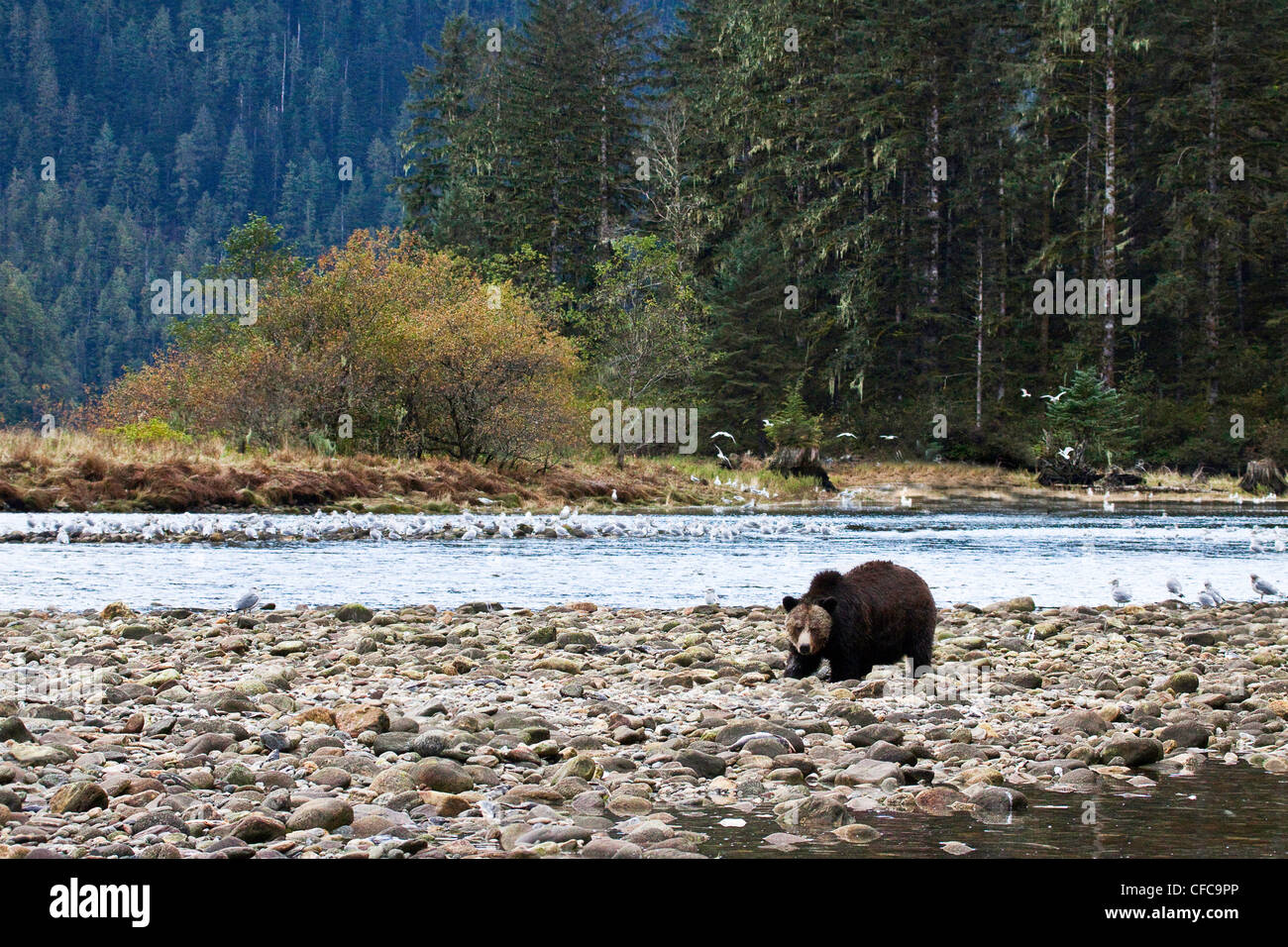 Grizzly bear in the Great Bear Rainforest of British Columbia Canada ...