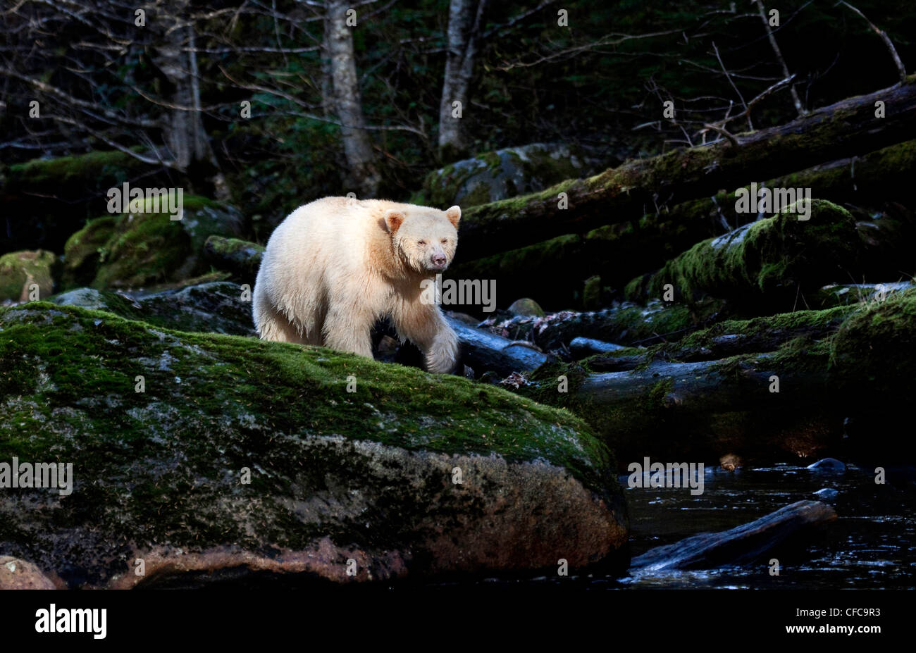 Kermode bear hi-res stock photography and images - Alamy