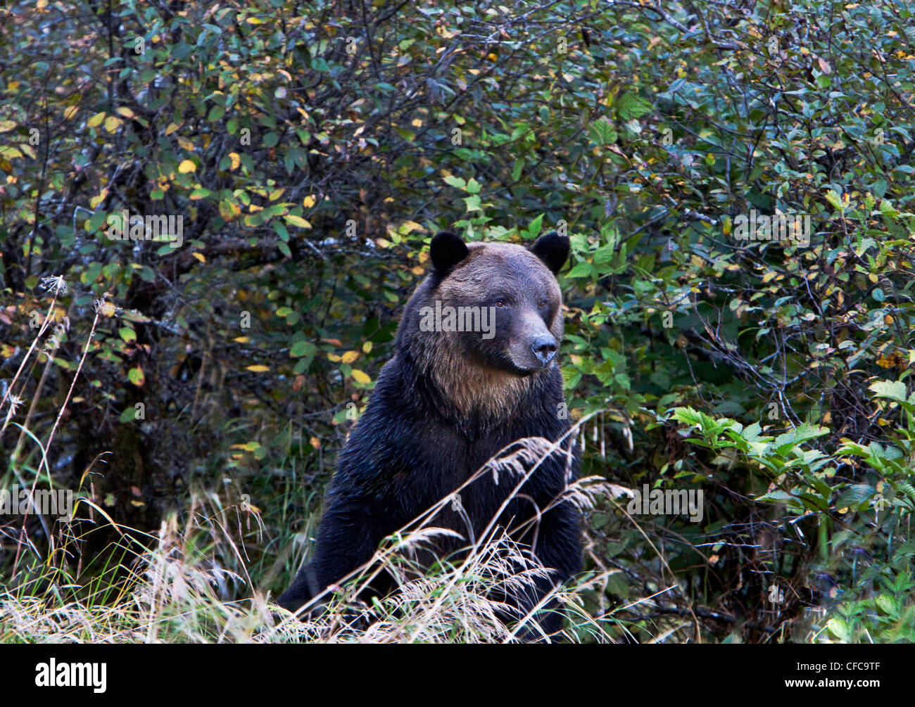 Grizzly bear in the Great Bear Rainforest of British Columbia Canada ...