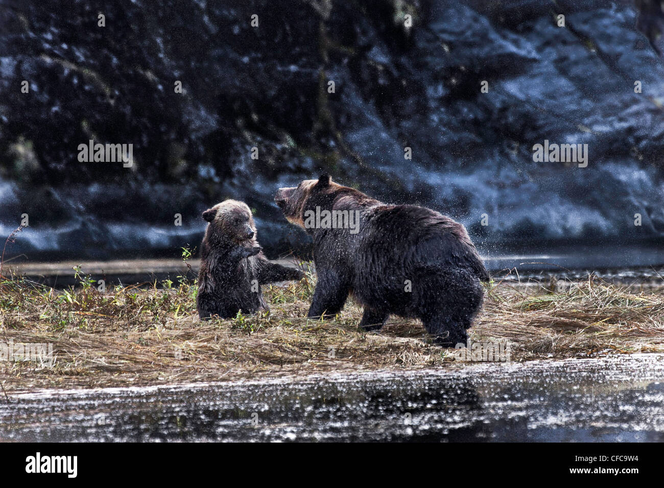 Grizzly bear in the Great Bear Rainforest of British Columbia Canada ...