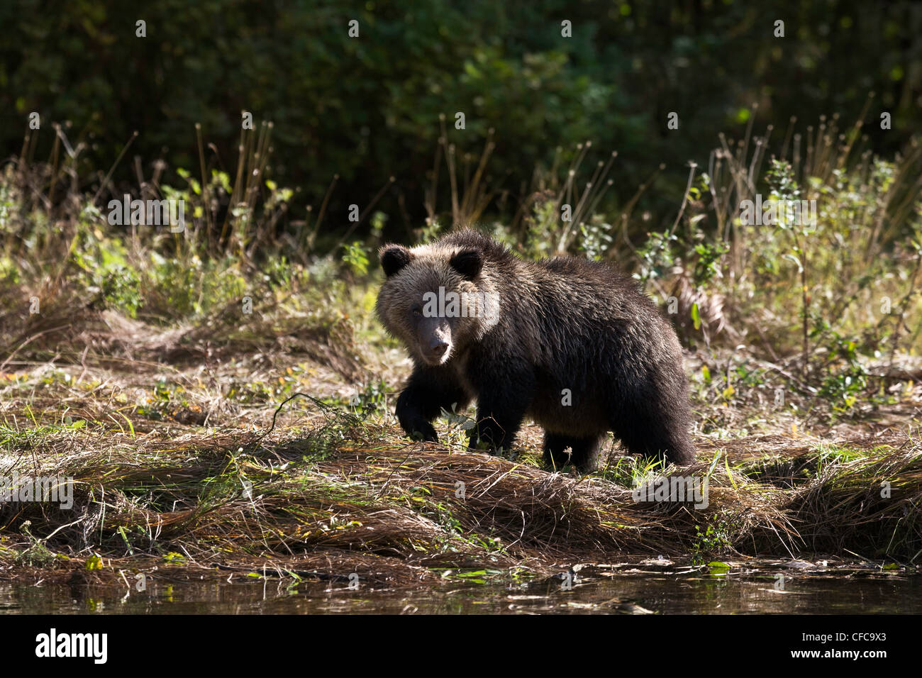 Grizzly bear in the Great Bear Rainforest of British Columbia Canada ...