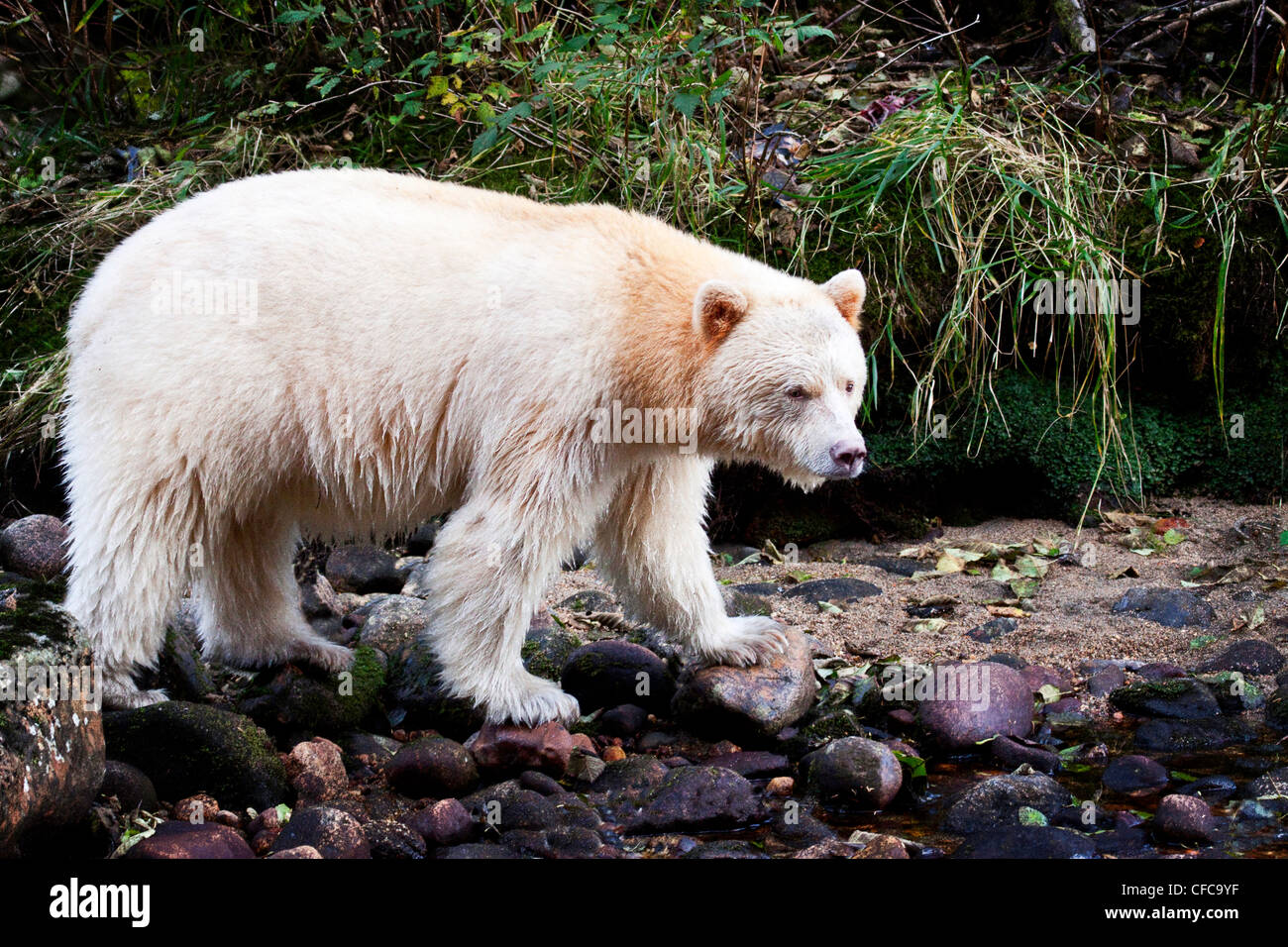 Kermode bear in the Great Bear Rainforest of British Columbia Canada ...