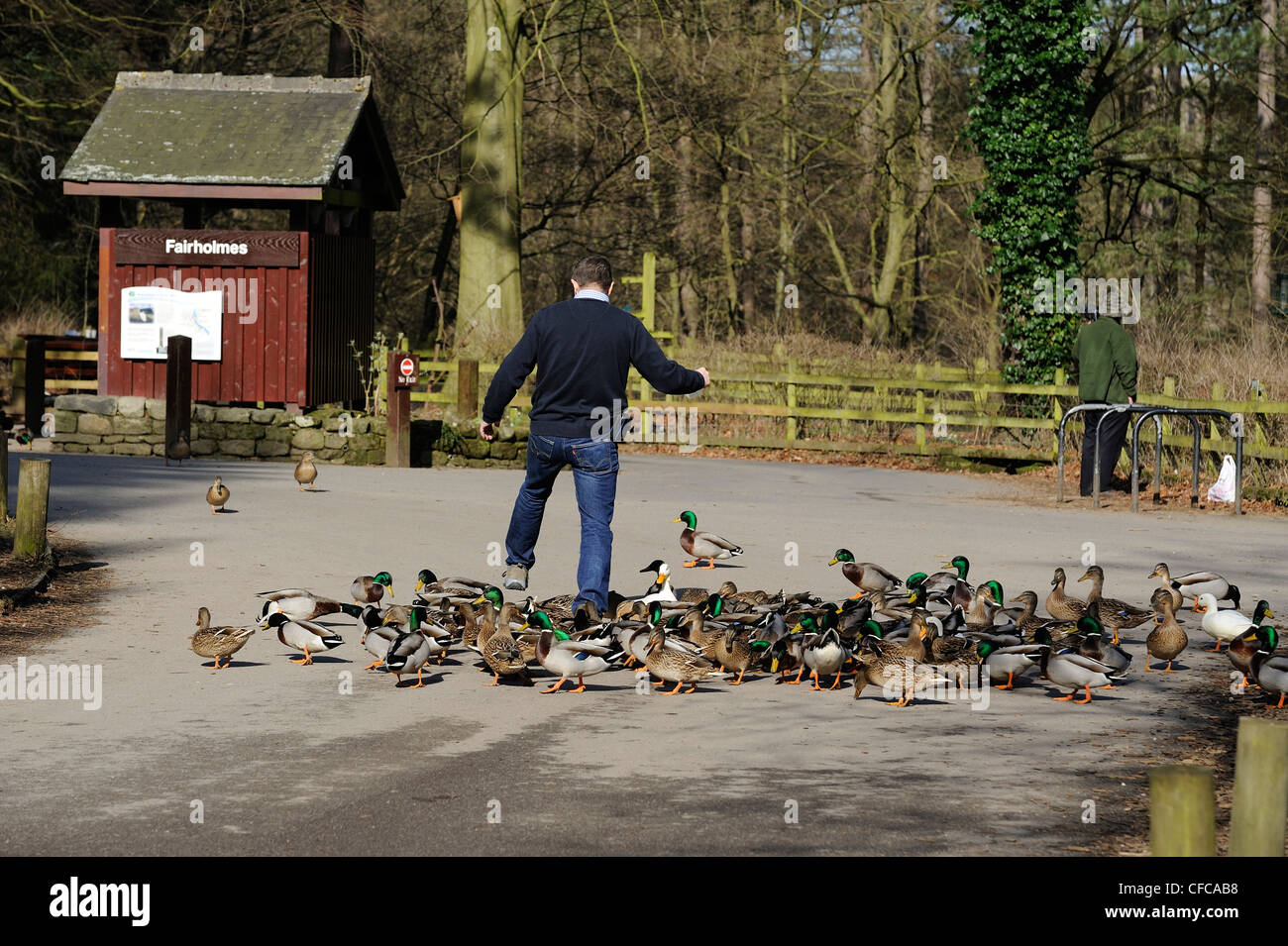 a man stepping over a large group of ducks looking for food at the ...