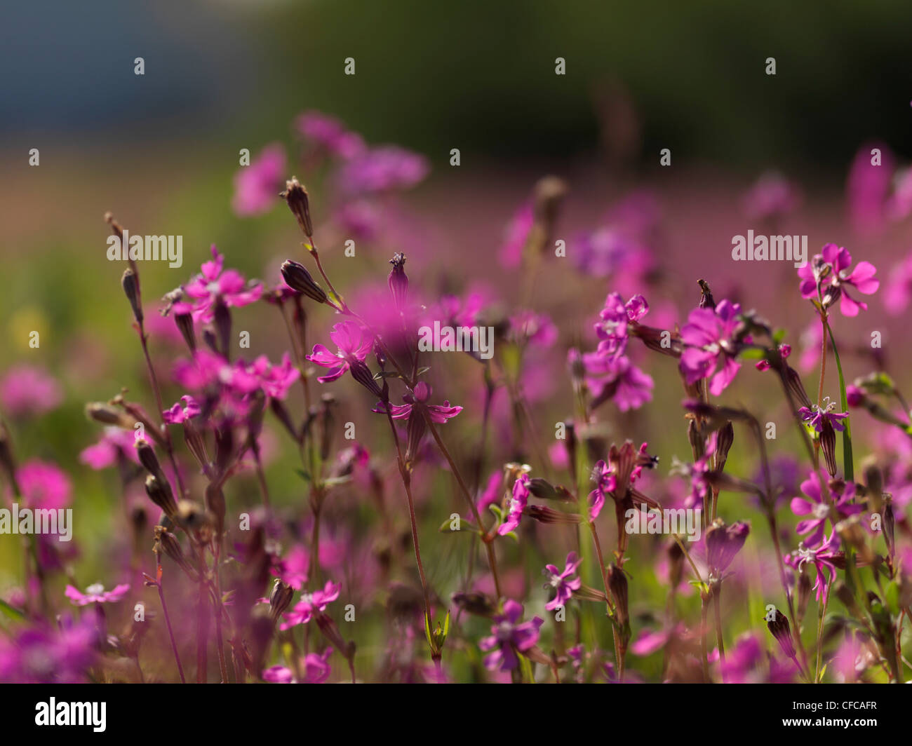 Spring flowers, Bay of Navarino, Pylos, Peloponnes, Greece Stock Photo ...