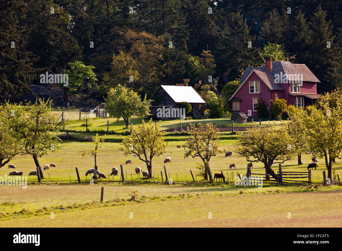 Sheep graze on the working farm at Ruckle Farm Provincial Park, Salt ...