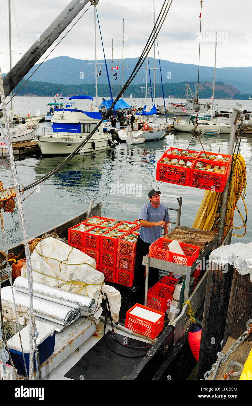 Fisherman unloading Gooey Ducks from his fish boat in Cowichan Bay ...