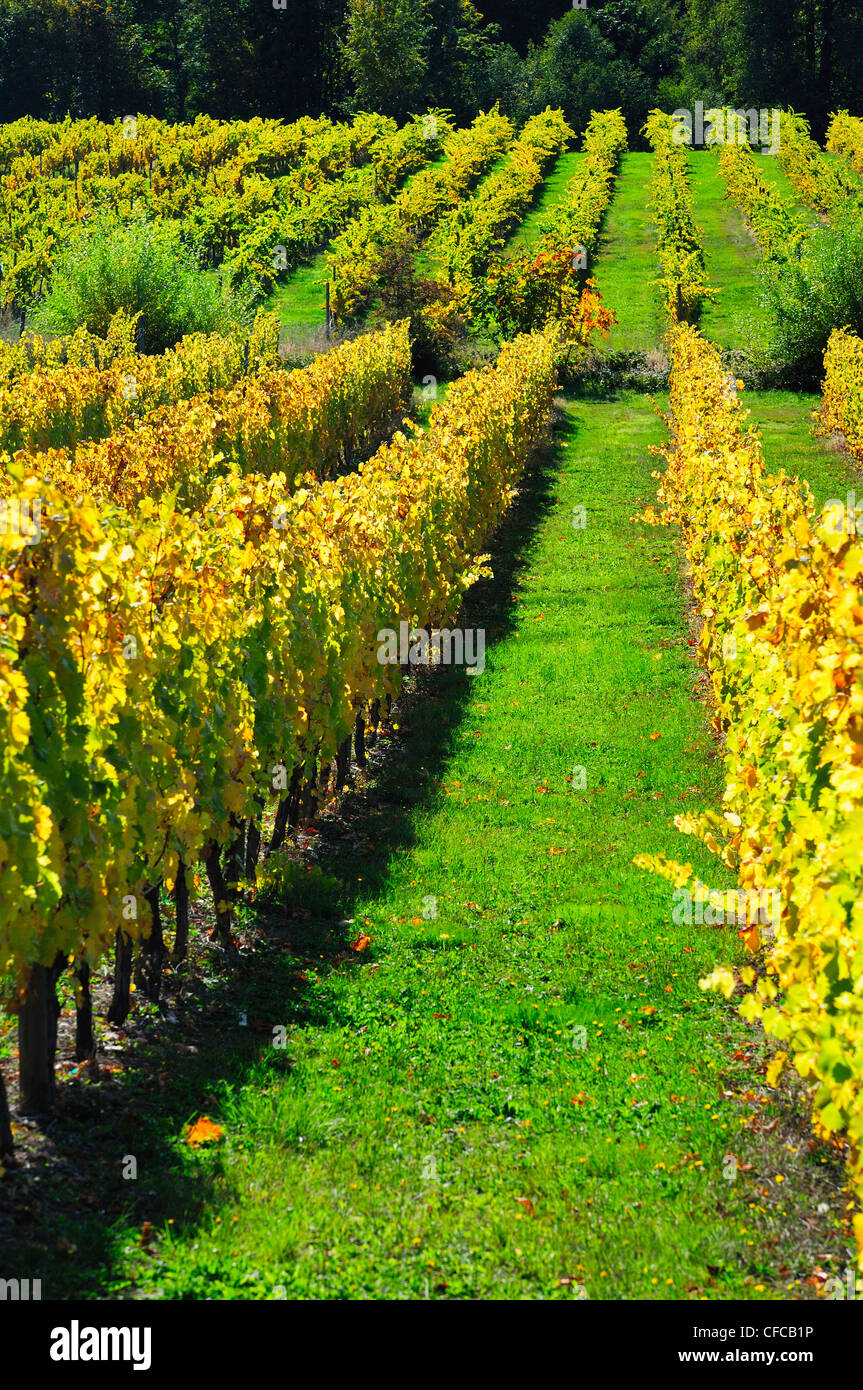 Glenora grape hi-res stock photography and images - Alamy