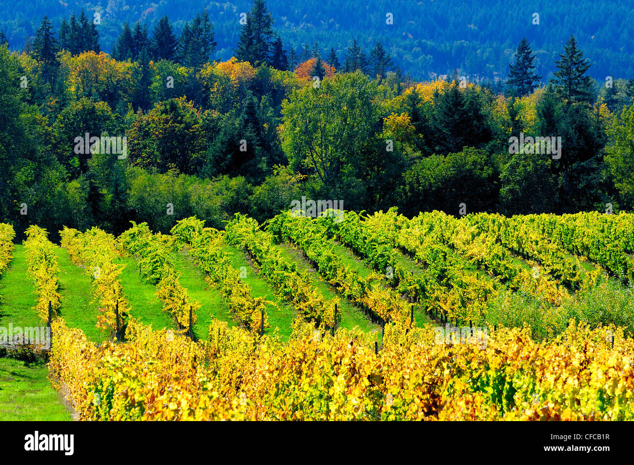 Fall colour and grape vines in a vineyard in Glenora near Duncan ...