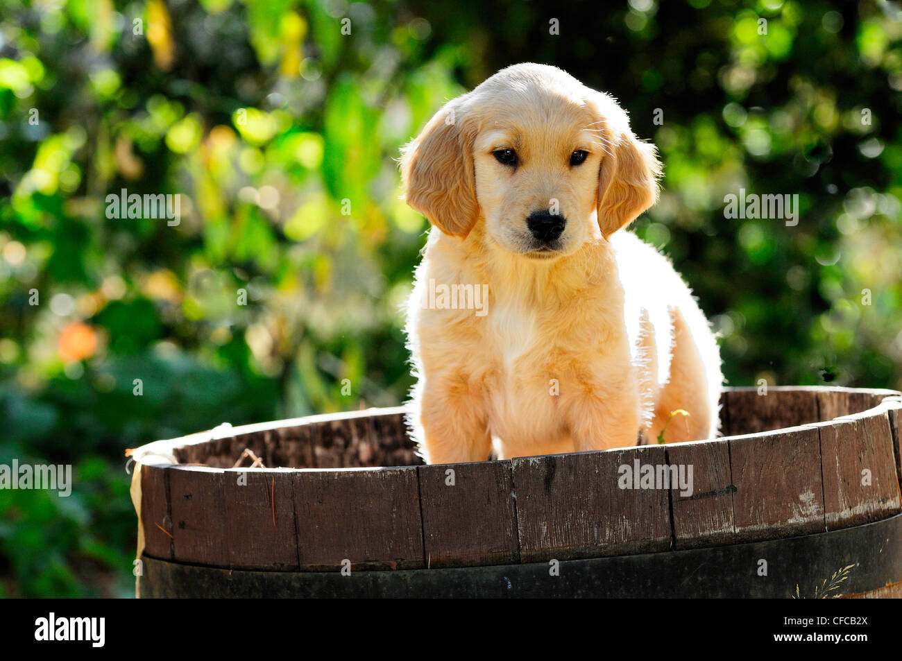 8 week old purebred Golden Retriever puppy in barrel Stock Photo - Alamy