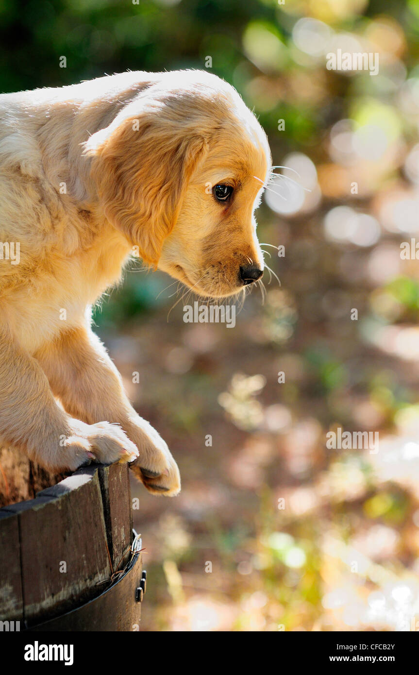 8 week old purebred Golden Retriever puppy in barrel Stock Photo - Alamy