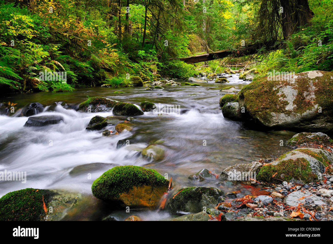 Goldstream River in Goldstream Provincial Park near Victoria, British ...