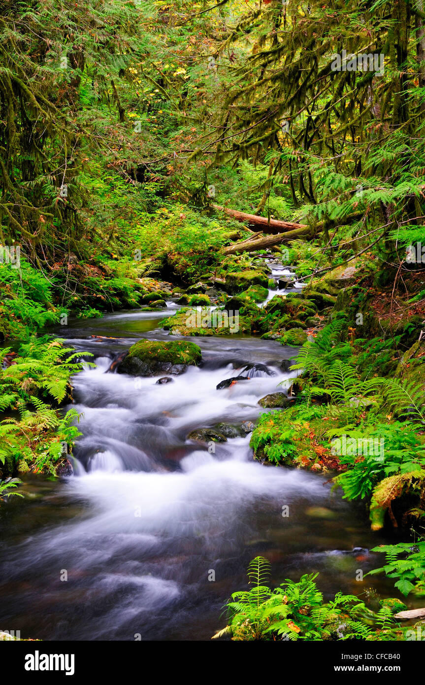 Goldstream River in Goldstream Provincial Park near Victoria, British ...