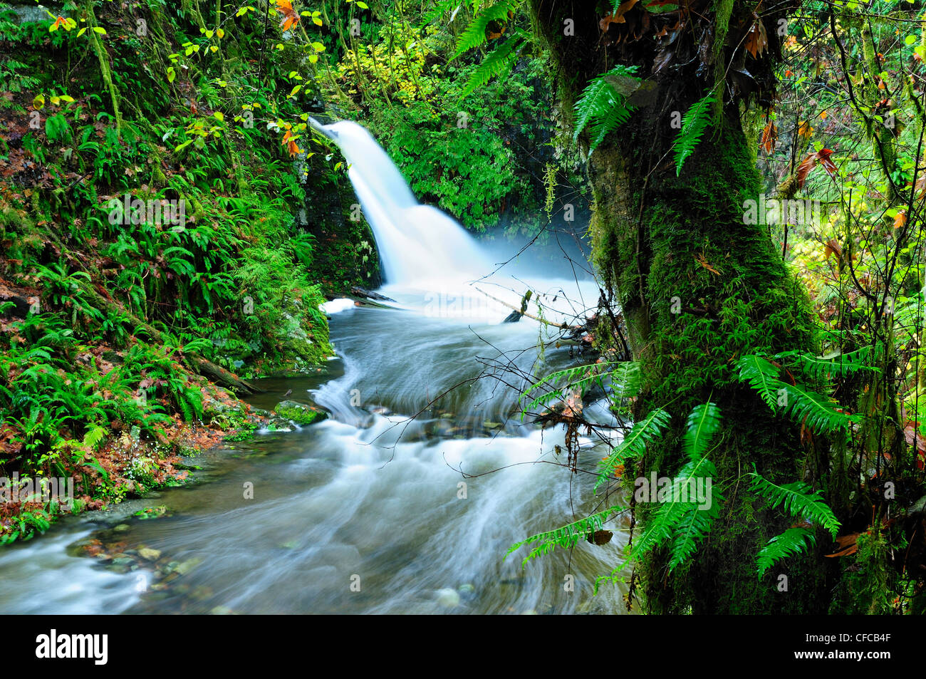 Goldstream Falls in Goldstream Provincial Park in Victoria, British ...