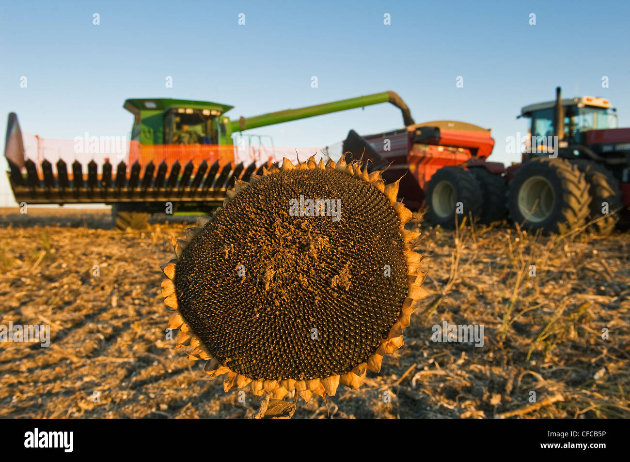 combine harvester unloads sunflowers into grain Stock Photo - Alamy