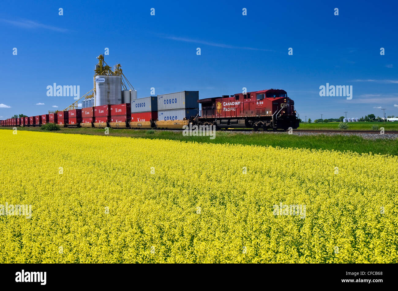 rail cars carrying containers pass a canola field and inland grain ...