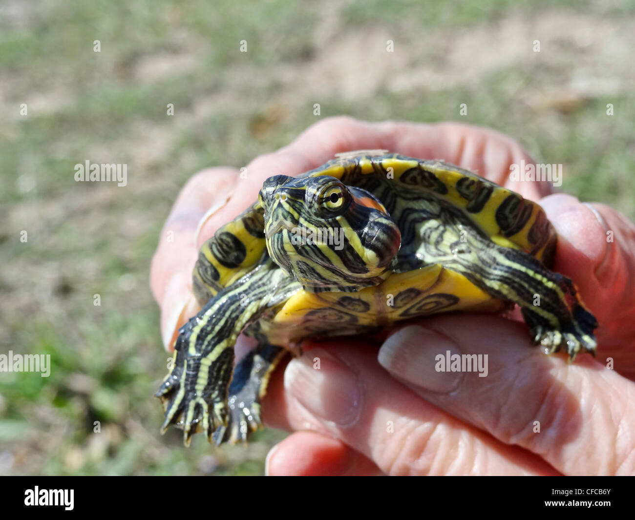 Juvenile red eared slider hi-res stock photography and images - Alamy