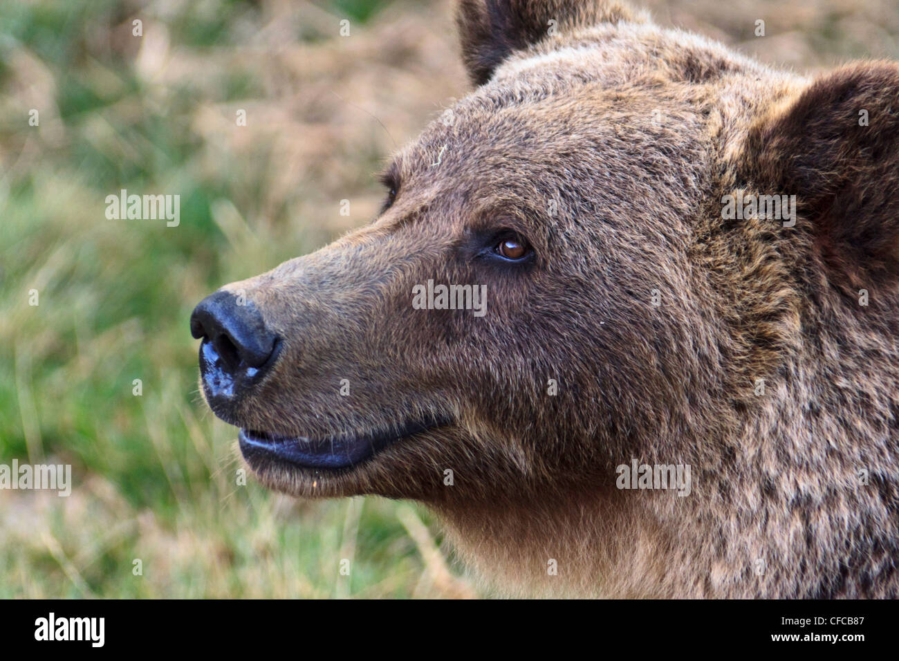 Bears den hi-res stock photography and images - Alamy