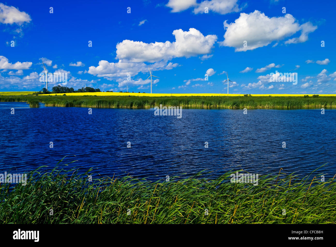 prairie slough with canola field and wind turbines in the background ...