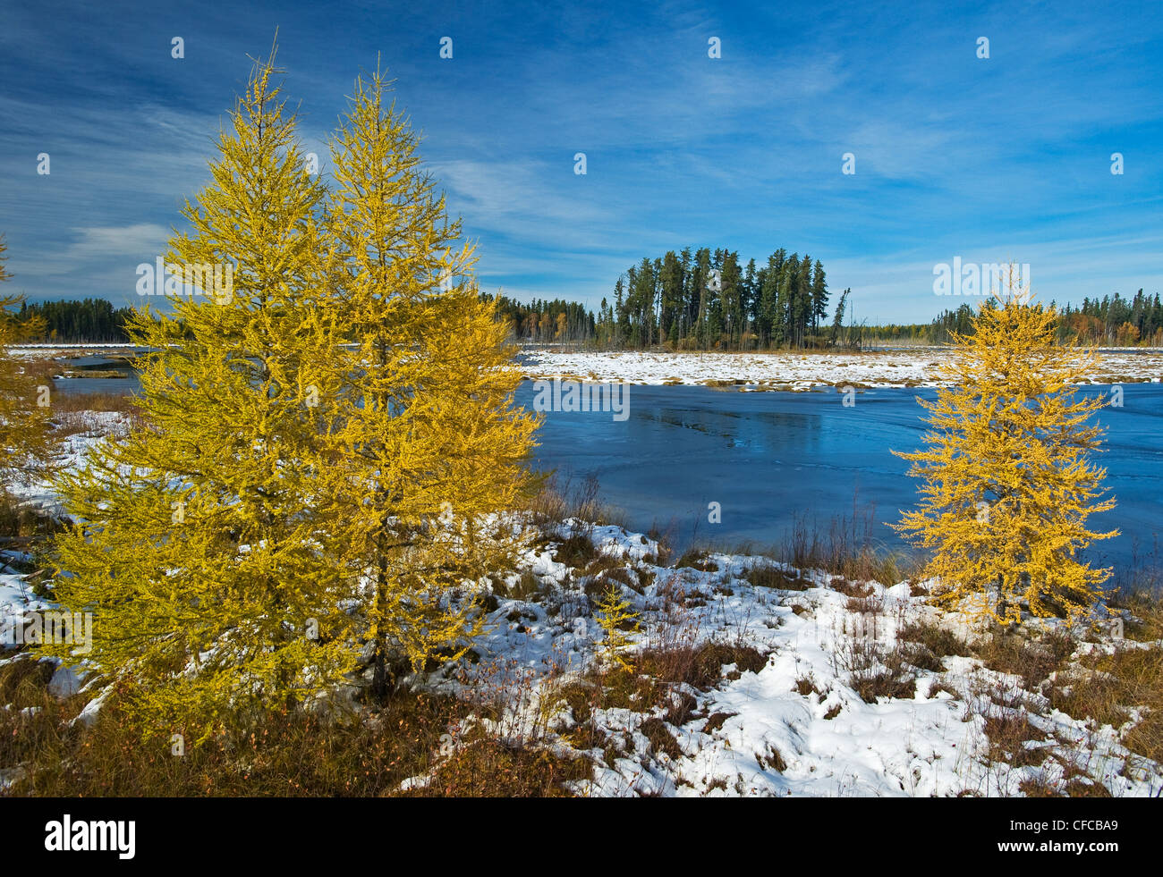 autumn colours on tamarack trees, Duck Mountain Provincial Park ...