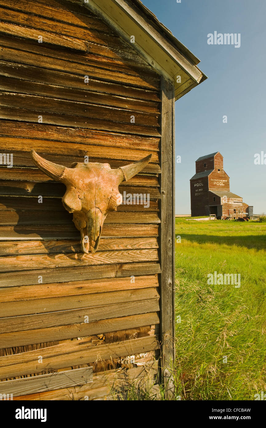 Buffalo skull historical hi-res stock photography and images - Alamy