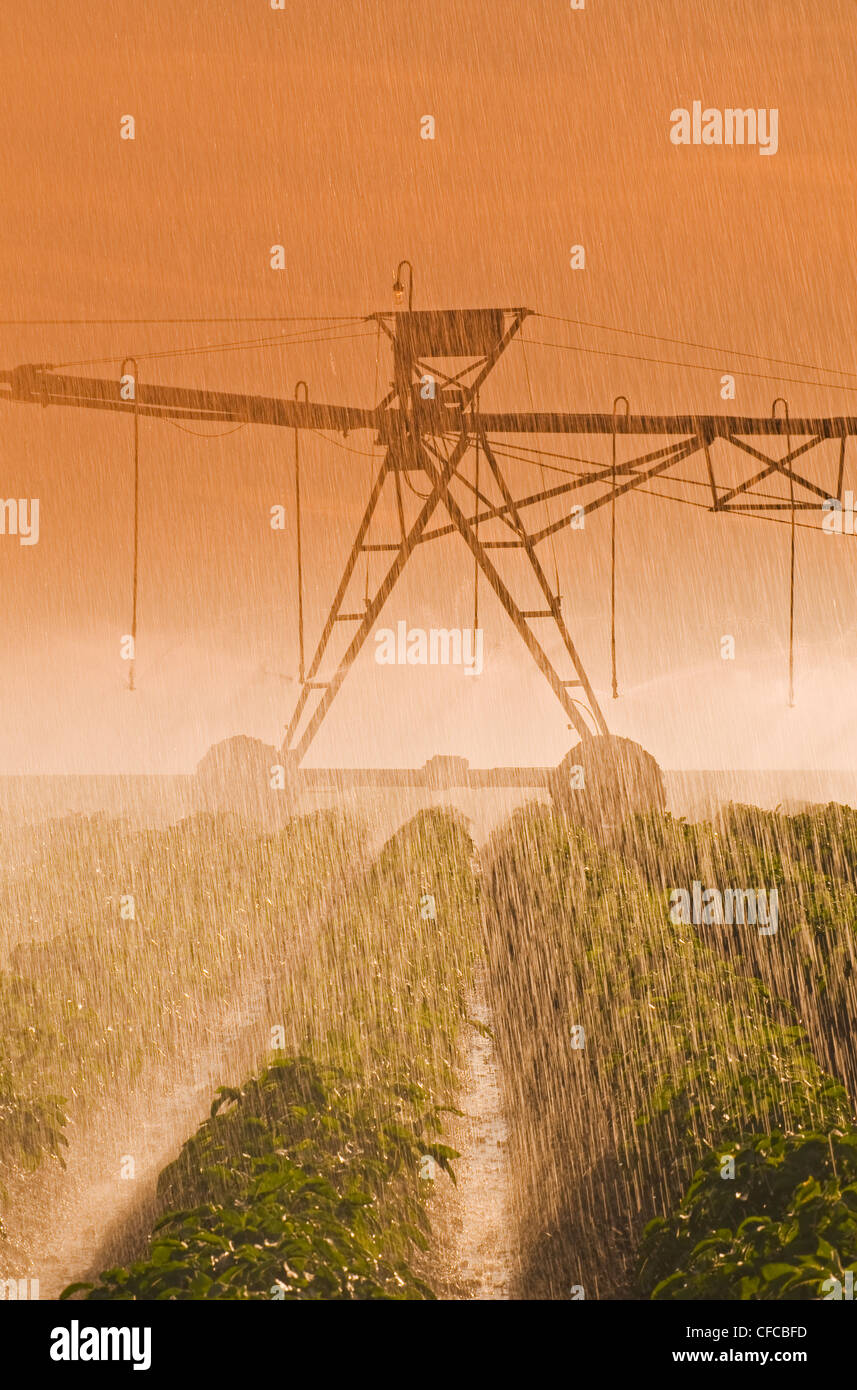 Pivotal irrigation hi-res stock photography and images - Alamy