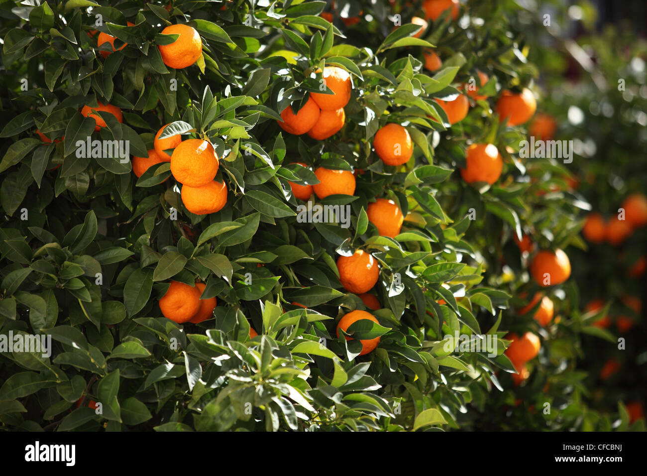 Malaga orange trees hi-res stock photography and images - Alamy