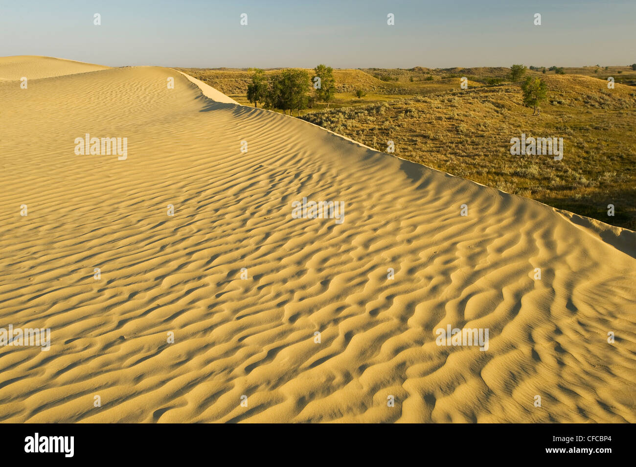 the Great Sandhills, near Sceptre, Saskatchewan, Canada Stock Photo - Alamy