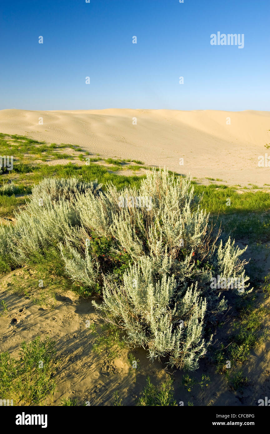 sagebrush, the Great Sandhills, near Sceptre, Saskatchewan, Canada ...