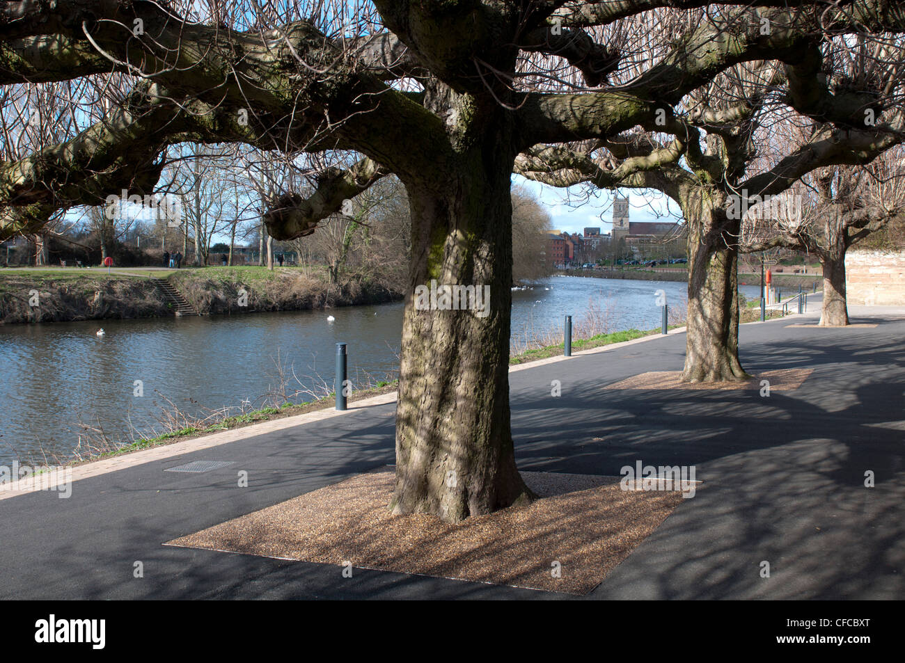 Pollarded horse chestnut trees, Diglis Parade, Worcester, UK Stock ...