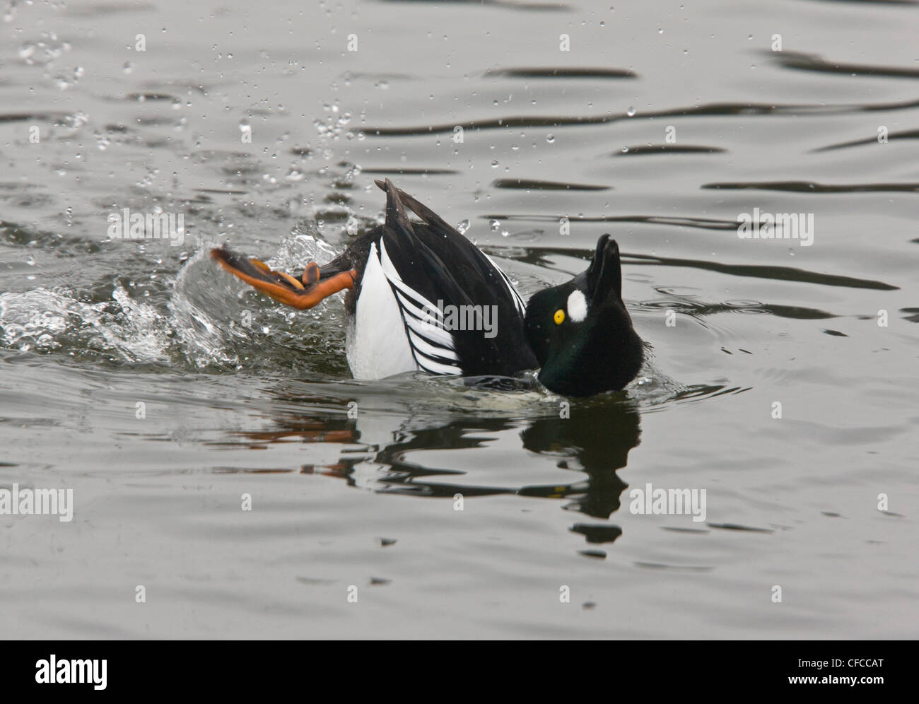 Male Common Goldeneye duck, Bucephala clangula on lake, late winter ...