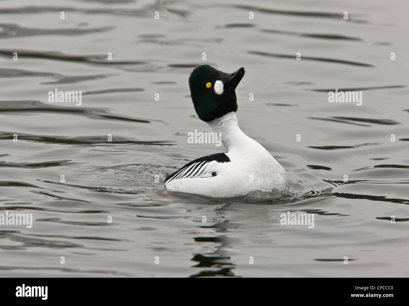 Male Common Goldeneye duck, Bucephala clangula on lake, late winter ...