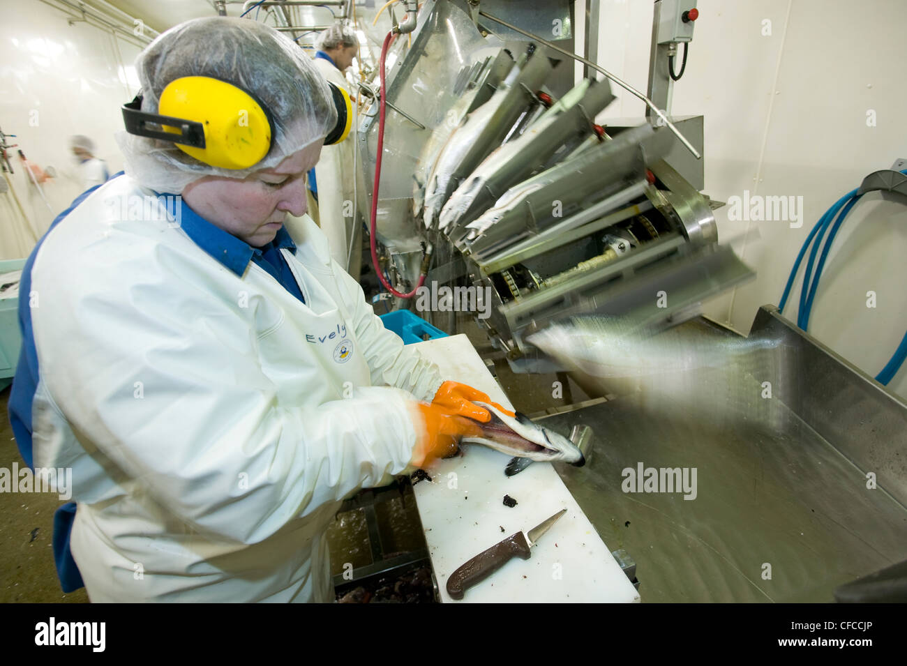 Women in fish processing plant hi-res stock photography and images - Alamy