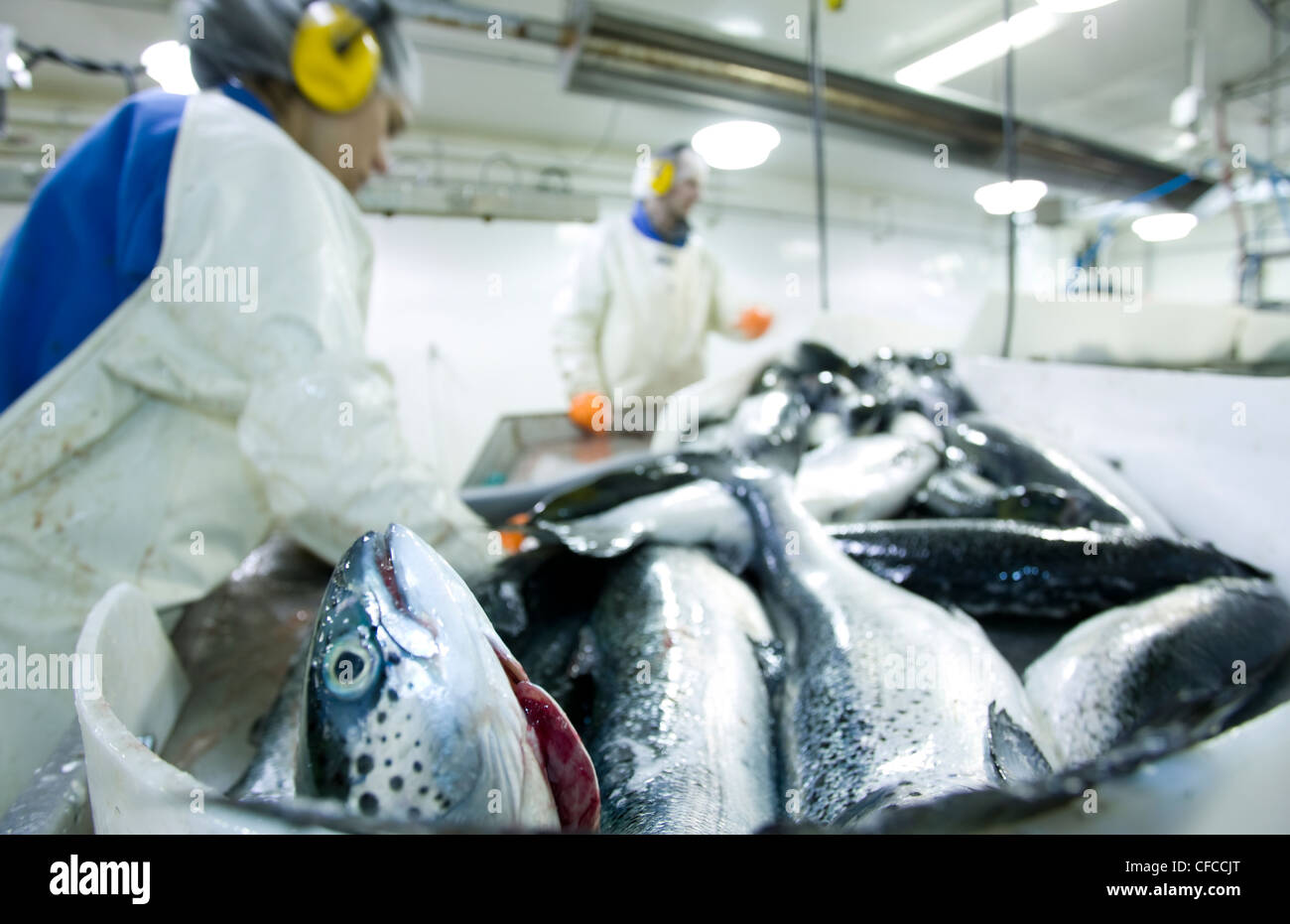 Farmed atlantic salmon hi-res stock photography and images - Alamy