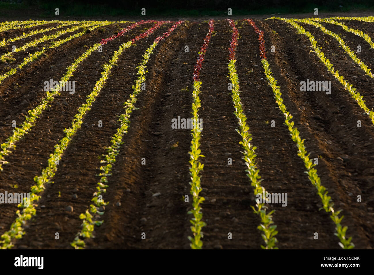 Varieties Lettuce begin growth process bound Stock Photo - Alamy