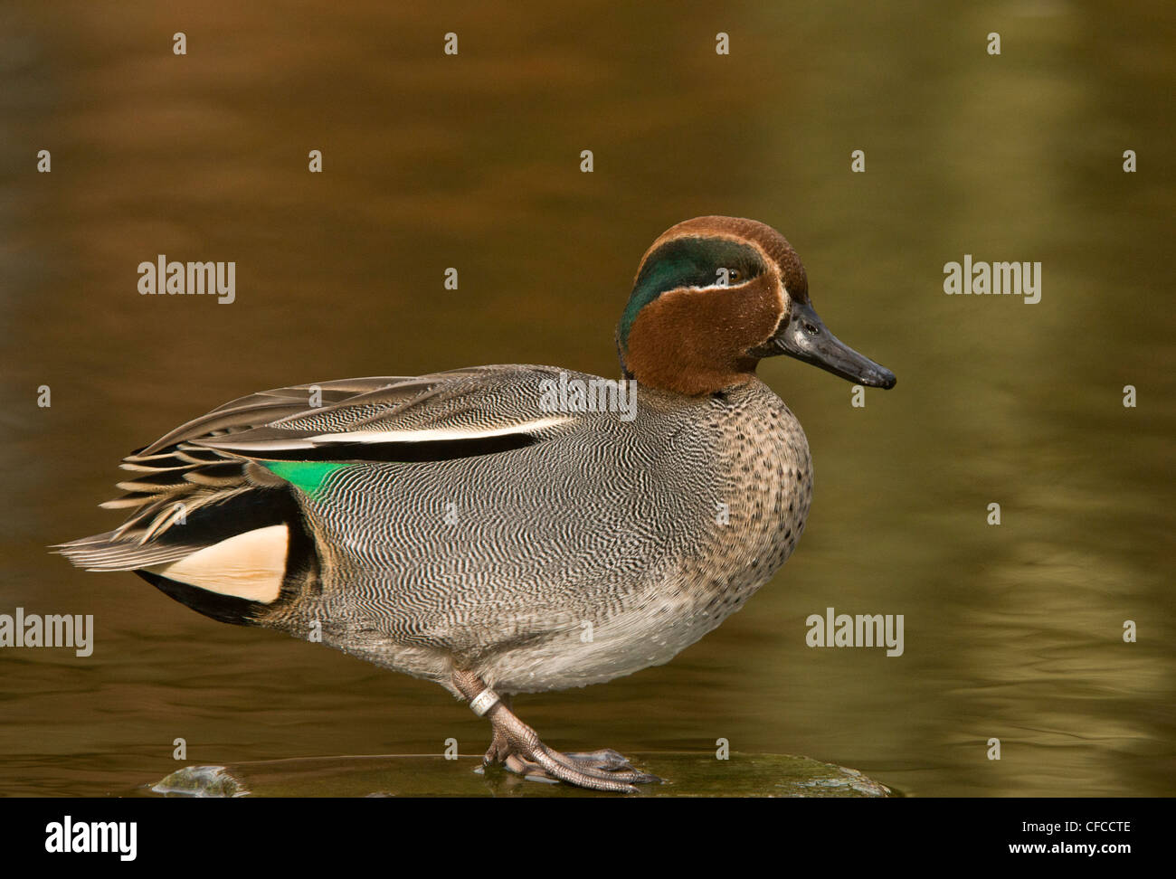 Eurasian teal anas crecca hi-res stock photography and images - Alamy