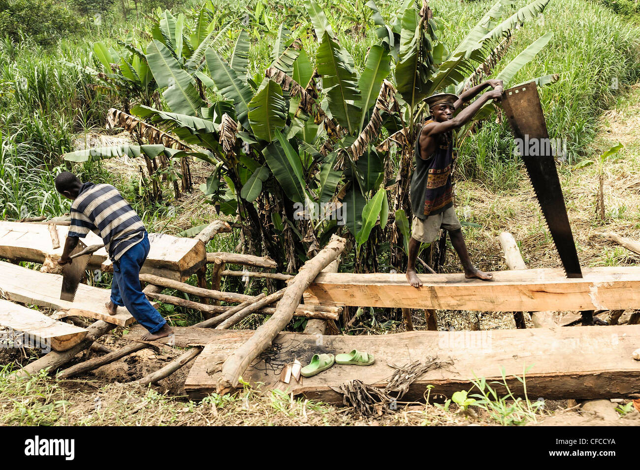 Trees being cut into planks manually by the side of the road in The ...