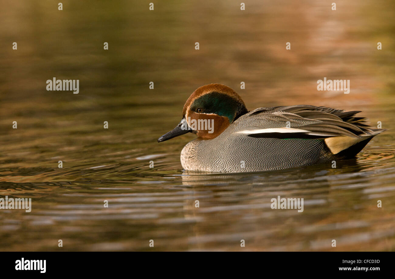 Eurasian teal anas crecca hi-res stock photography and images - Alamy