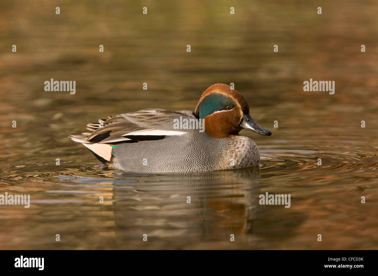 Eurasian teal anas crecca hi-res stock photography and images - Alamy