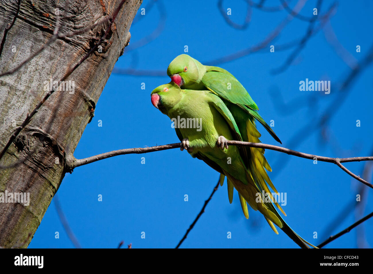 Mating Ring-Necked Parakeet on Wanstead Flats London Stock Photo - Alamy