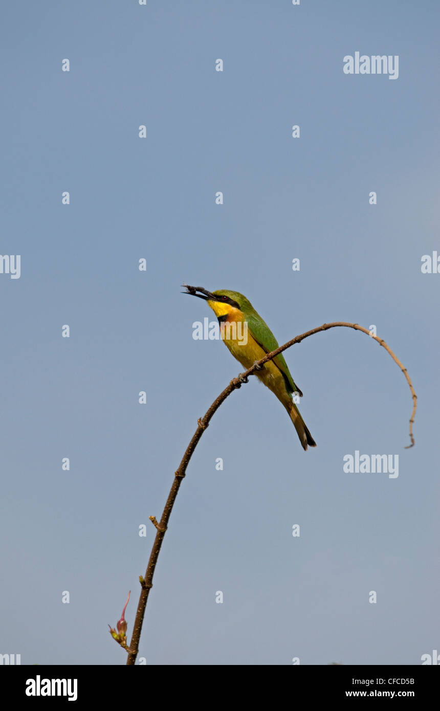 Little Bee-Eater (Merops pusillus) Bijilo National Park kololi Gambia ...