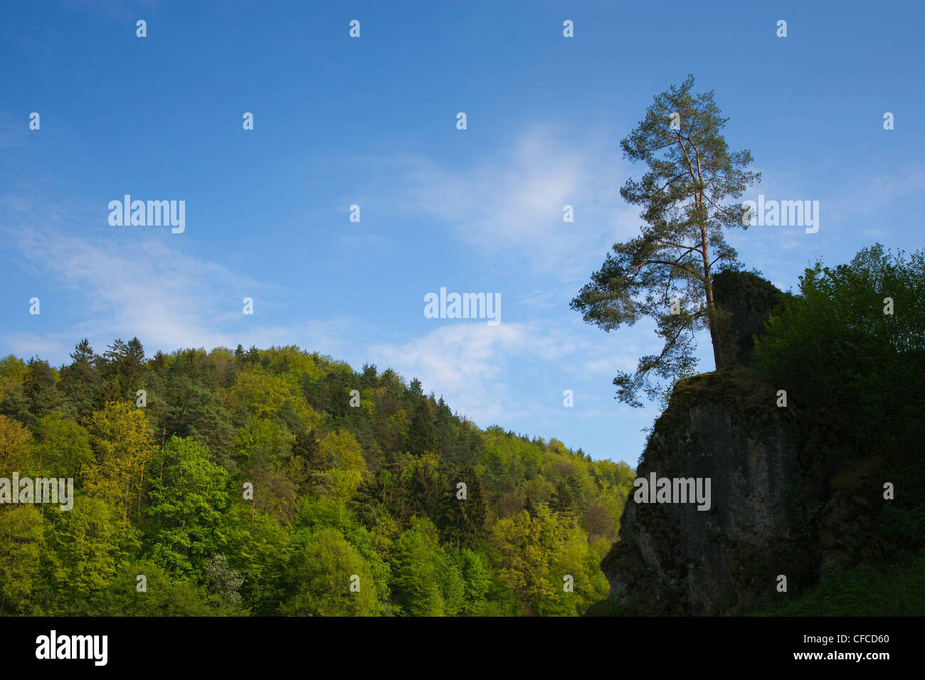 Pine tree on a rock, Fraenkische Schweiz, Franconia, Bavaria, Germany ...