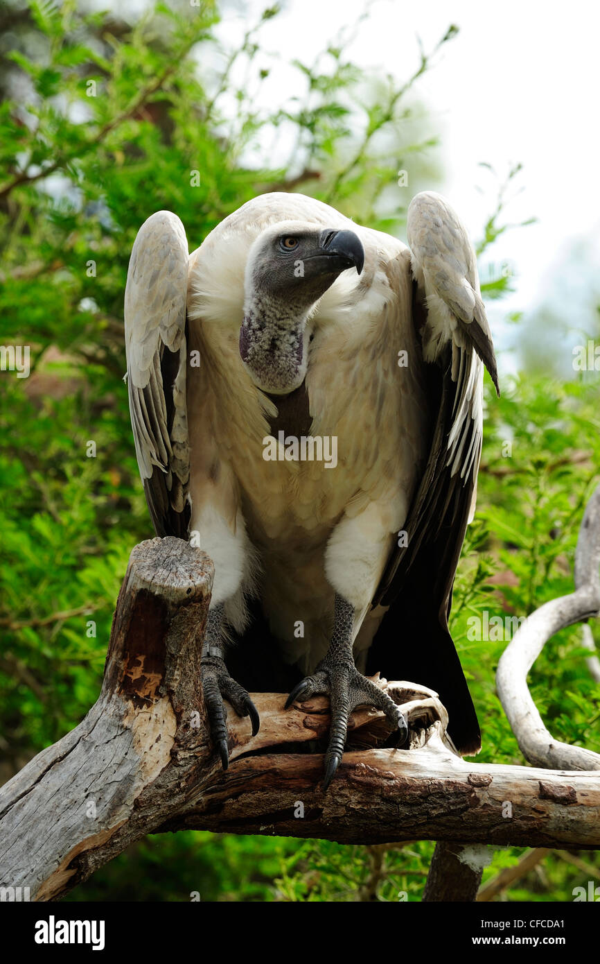 Captive white-backed vulture (gyps africanus), Cango Wildlife Ranch ...