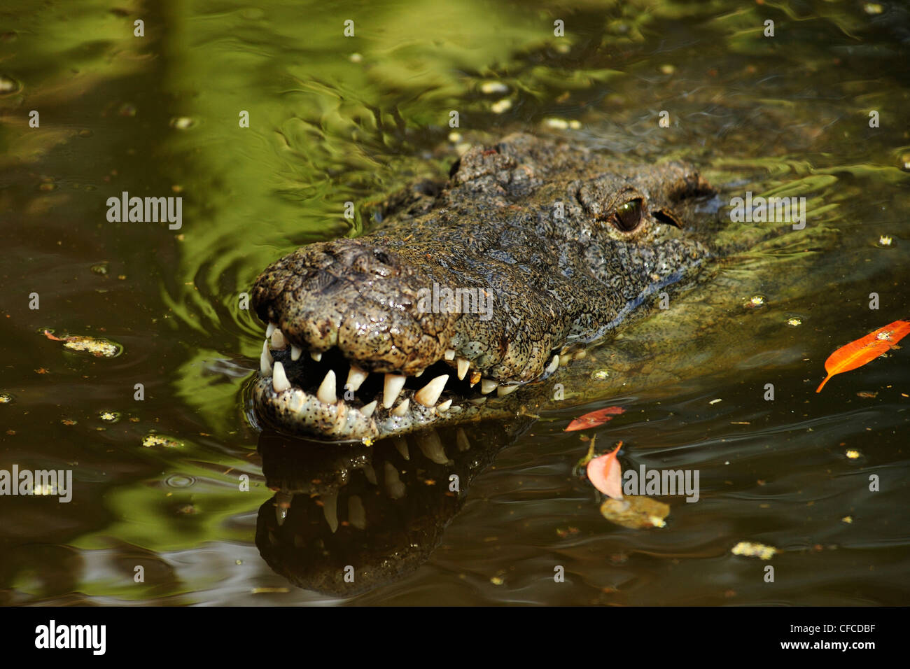 Captive Nile crocodile (crocodylus niloticus), Cango Wildlife Ranch ...