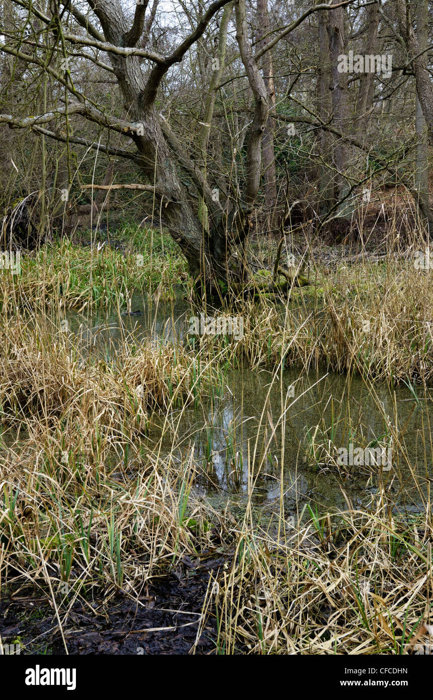 Alder carr wet woodland, suffolk Stock Photo - Alamy