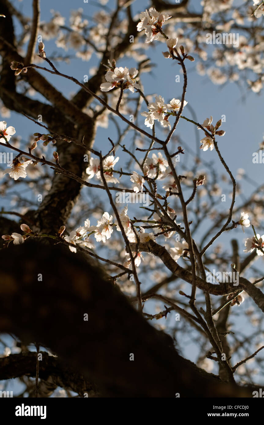 Almond tree in blossom hi-res stock photography and images - Alamy