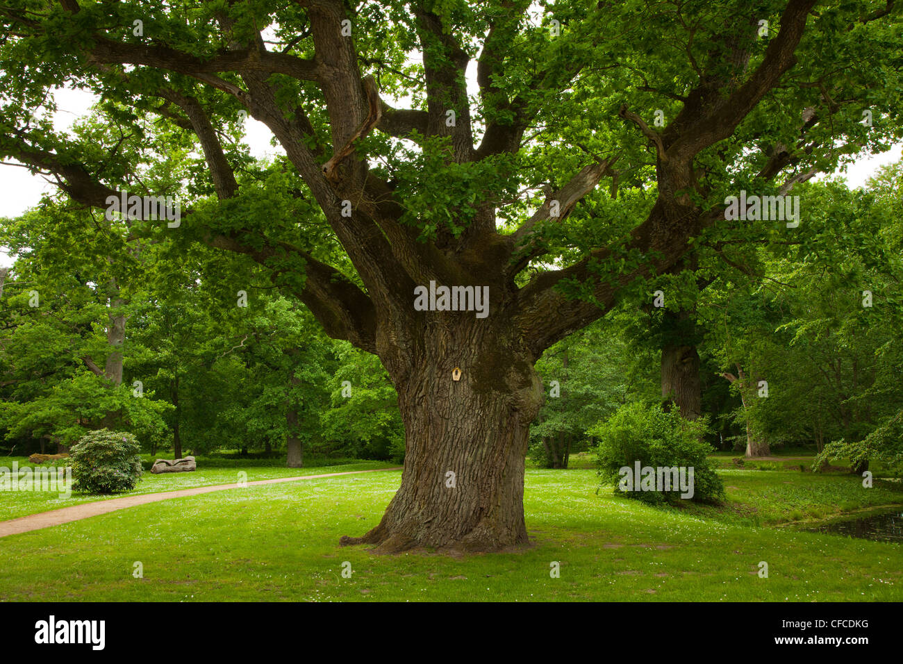 Old oak tree in the palace gardens, Schlemmin, Mecklenburg-West ...