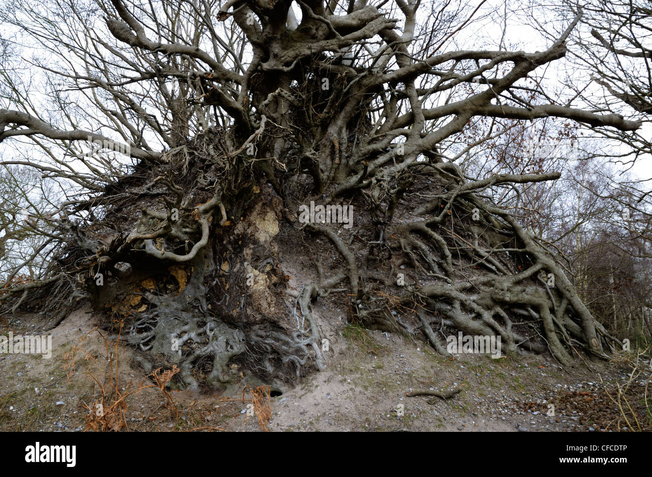Exposed tree root system hi-res stock photography and images - Alamy