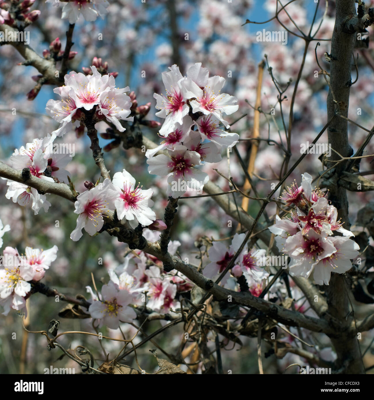 Almond Tree In Blossom France High Resolution Stock Photography and ...