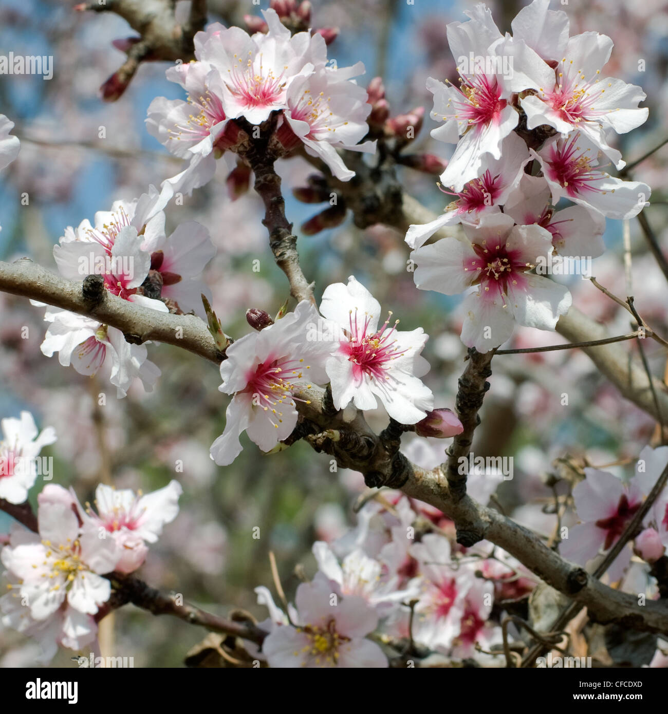 Almond tree branches hi-res stock photography and images - Alamy